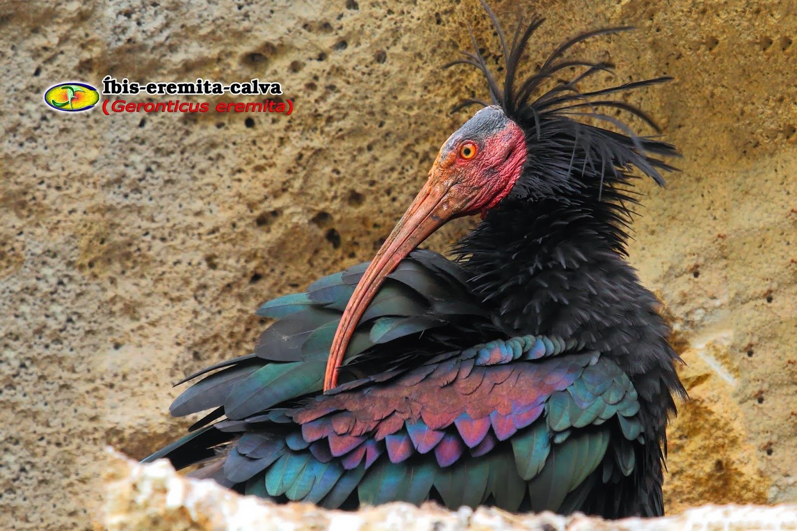 Zoologia: Íbis-eremita-calvo (Geronticus eremita)